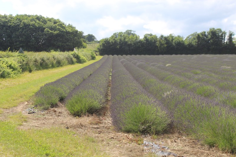 Lavender in the Darenth Valley | Walking The Pilgrims' Way